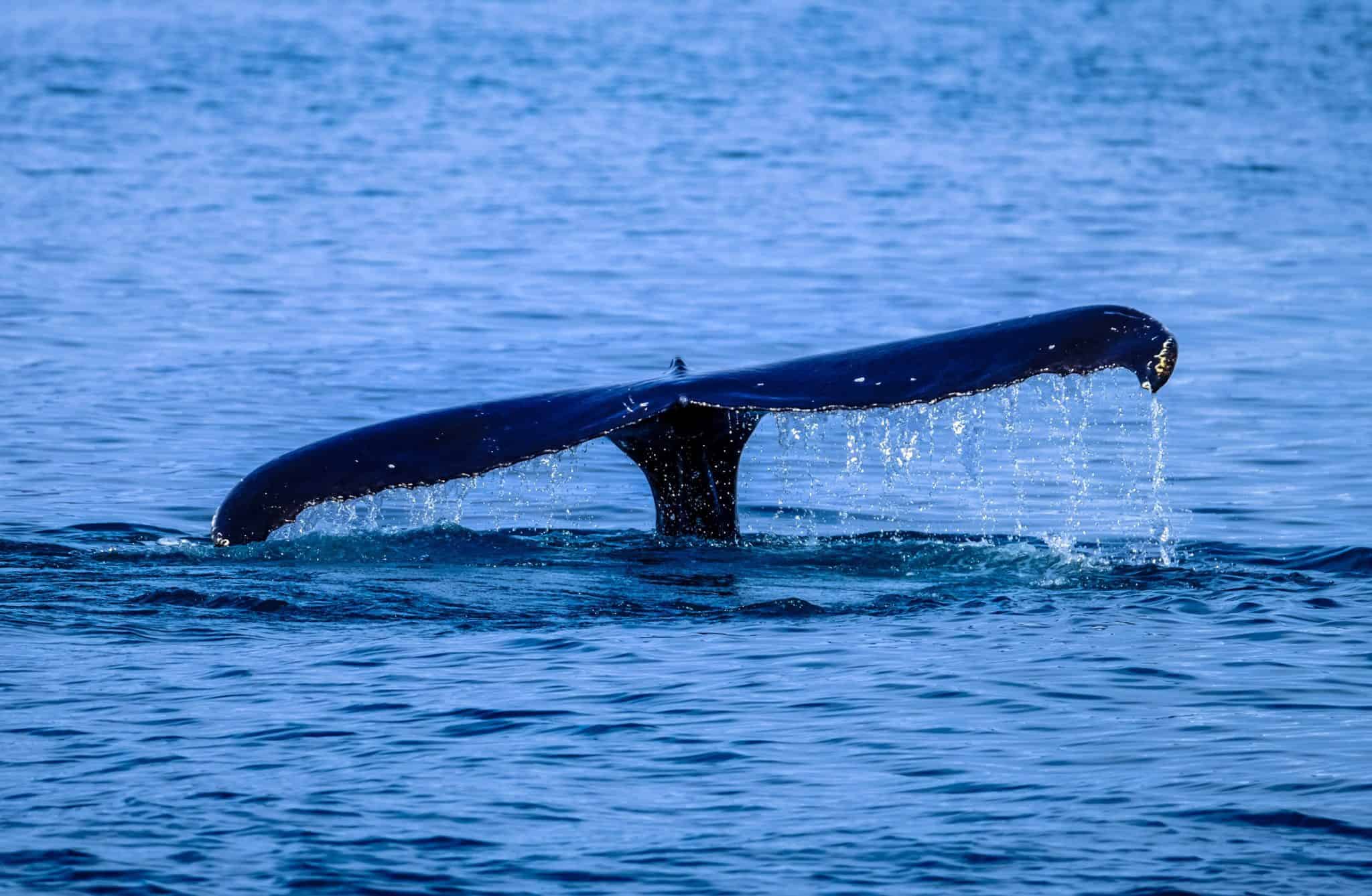 An African Whale's Tail - Women Offshore